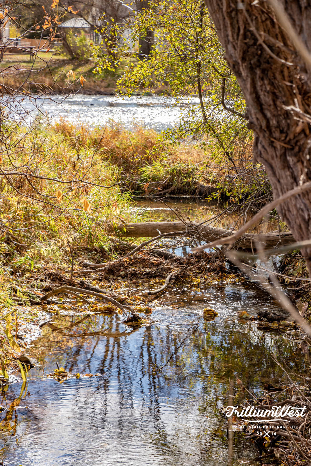 TrilliumWest Real Estate Brokerage :: TW Neighbourhoods :: Preston North